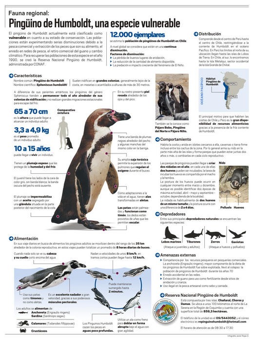 Infografia Pingüino De Humboldt Una Especie Vulnerable Diario El